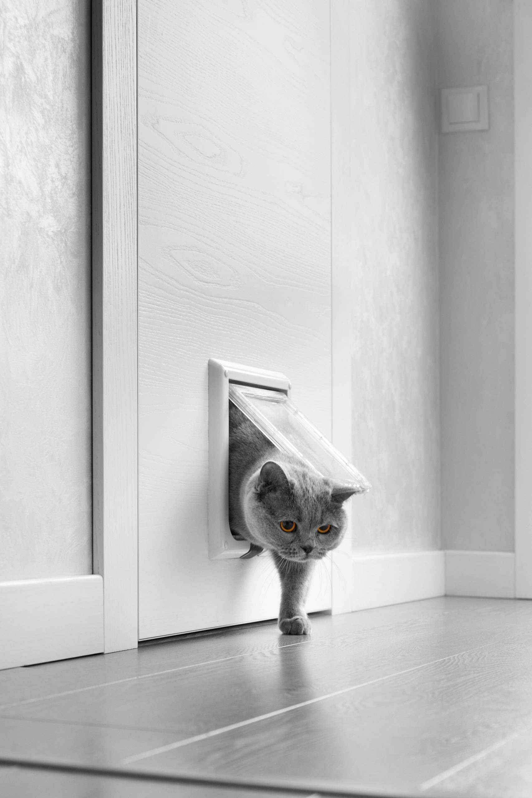 How to Install a Cat Flap | A Simple Guide for Homeowners